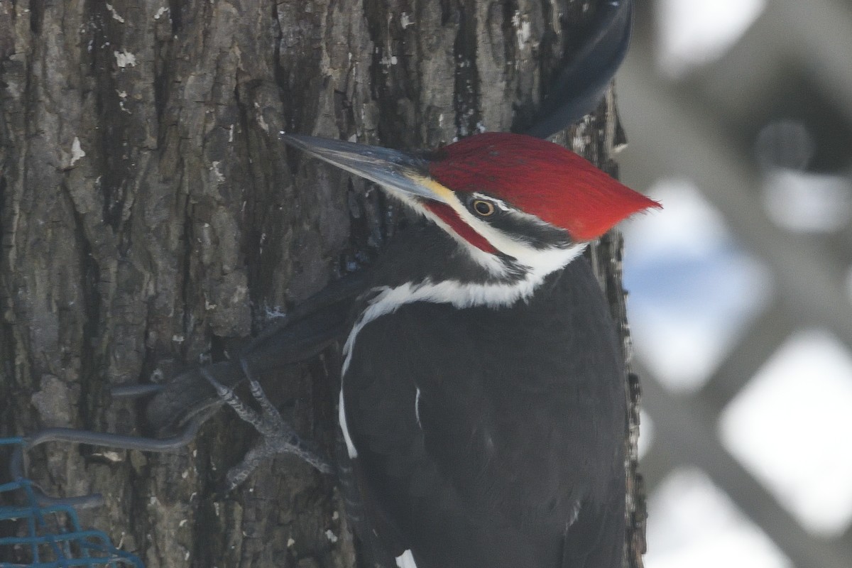 Pennsylvania Bird Atlas Checklist - 17 Feb 2024 - Yard on Rabbit Run Lane (restricted access ...