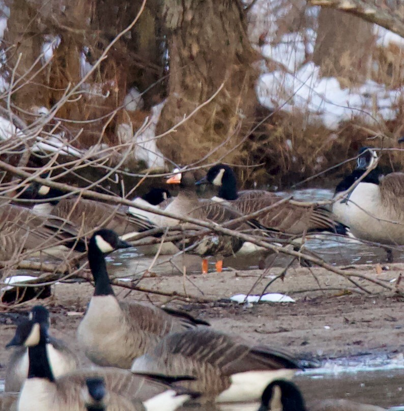 Pennsylvania Bird Atlas Checklist - 17 Feb 2024 - Green Lane Park ...