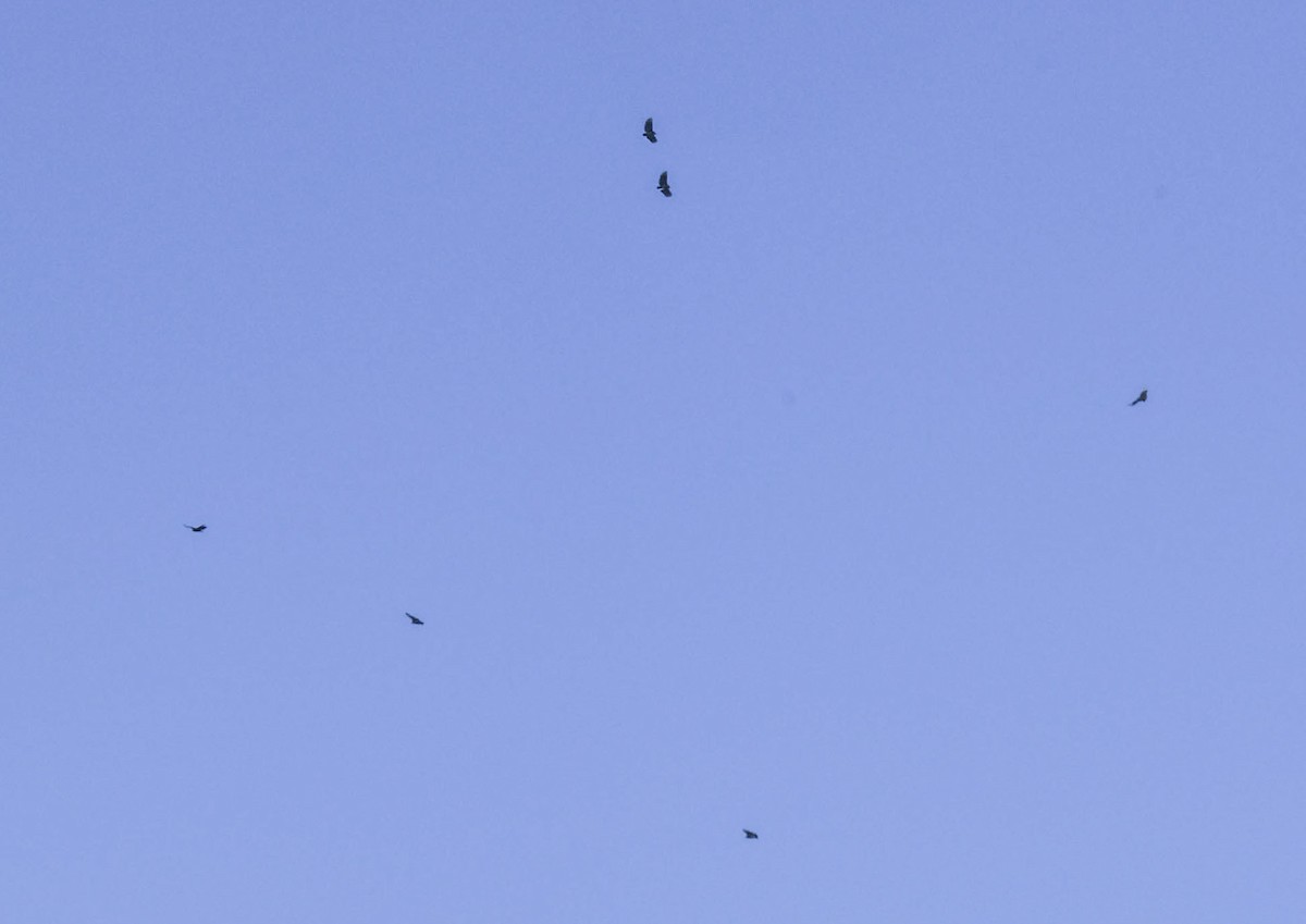 Pennsylvania Bird Atlas Checklist - 6 Feb 2024 - Pennsylvania 381, Ligonier Township ...