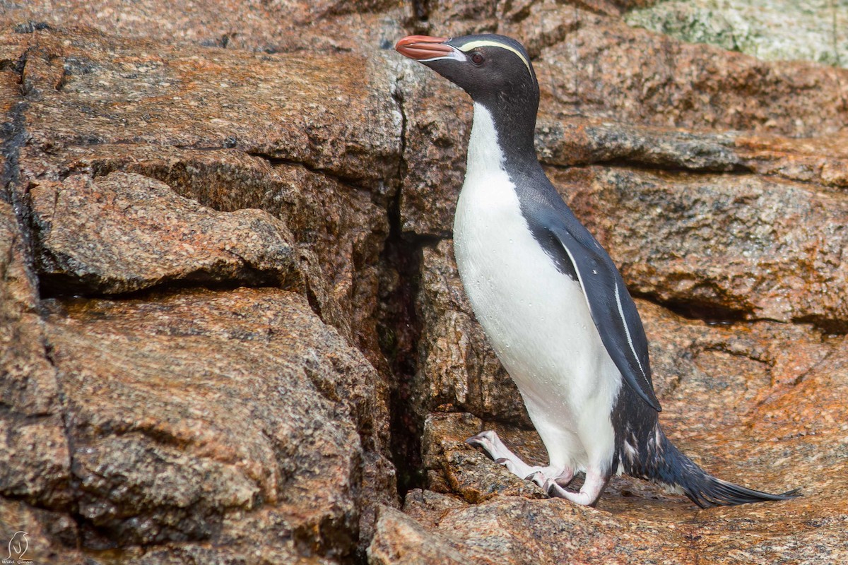 eBird Checklist - 16 Dec 2023 - Bounty Islands - 4 species