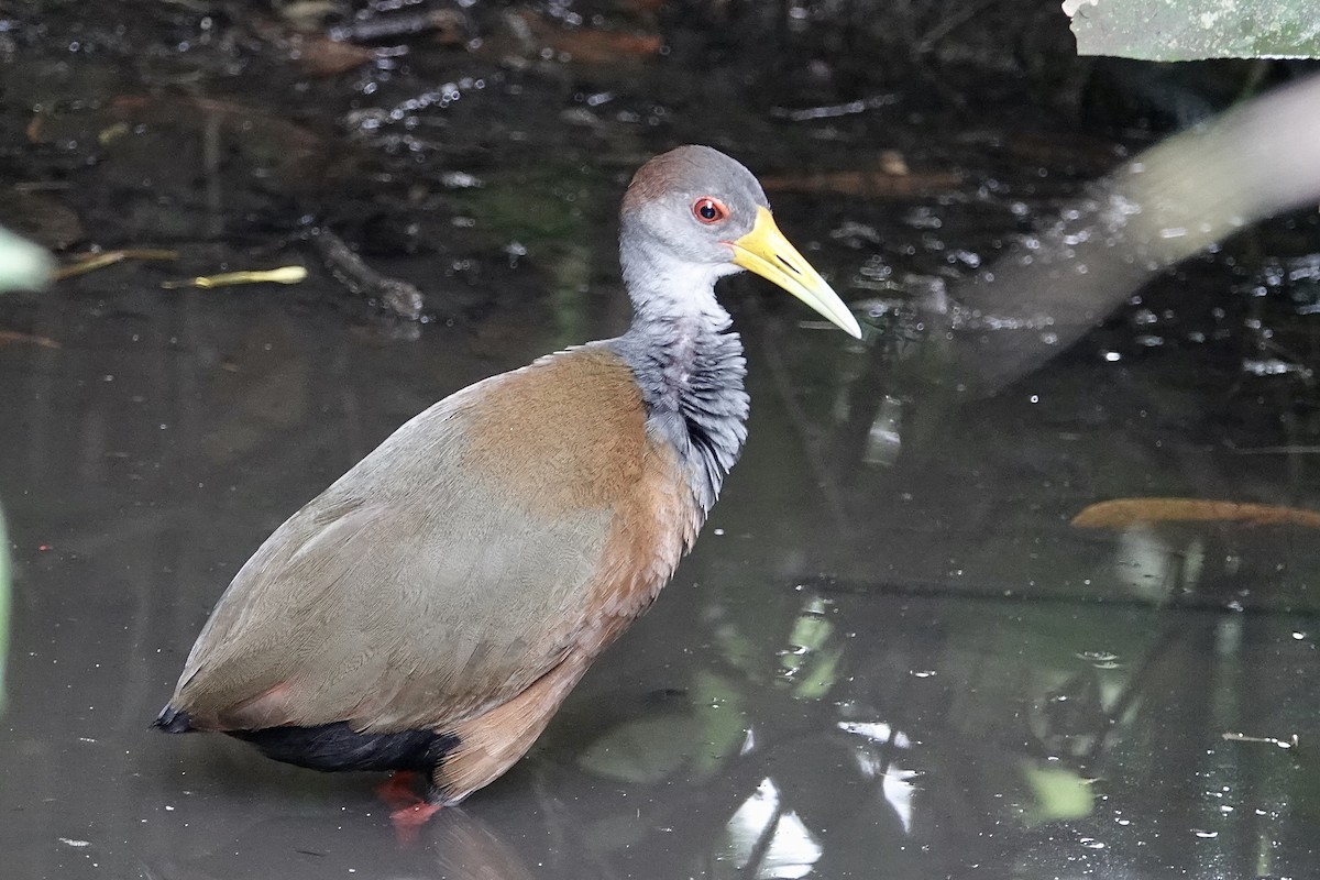 eBird Checklist - 18 Feb 2024 - Guarumo Lodge - 27 species