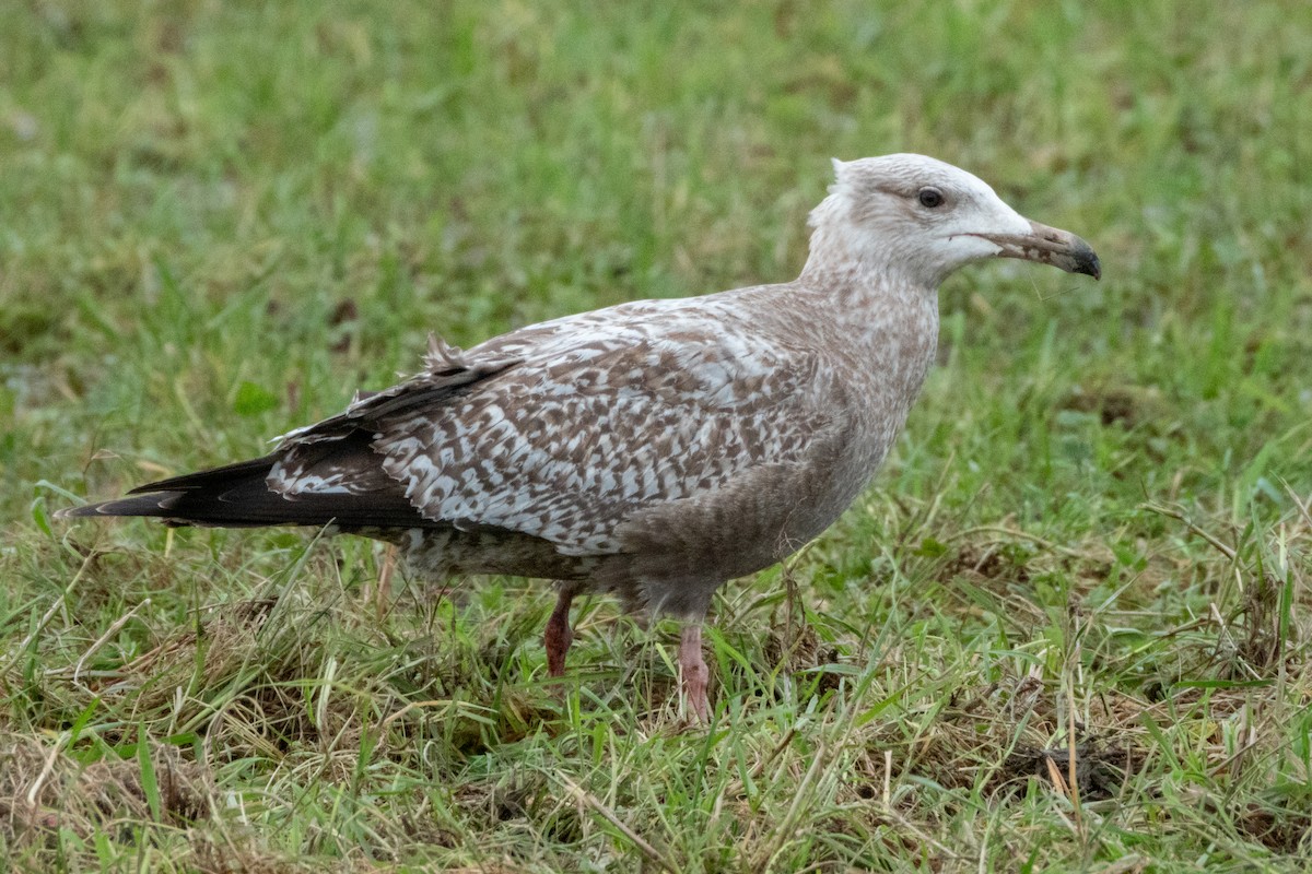 eBird Checklist - 18 Feb 2024 - Damon Ln - 16 species (+2 other taxa)