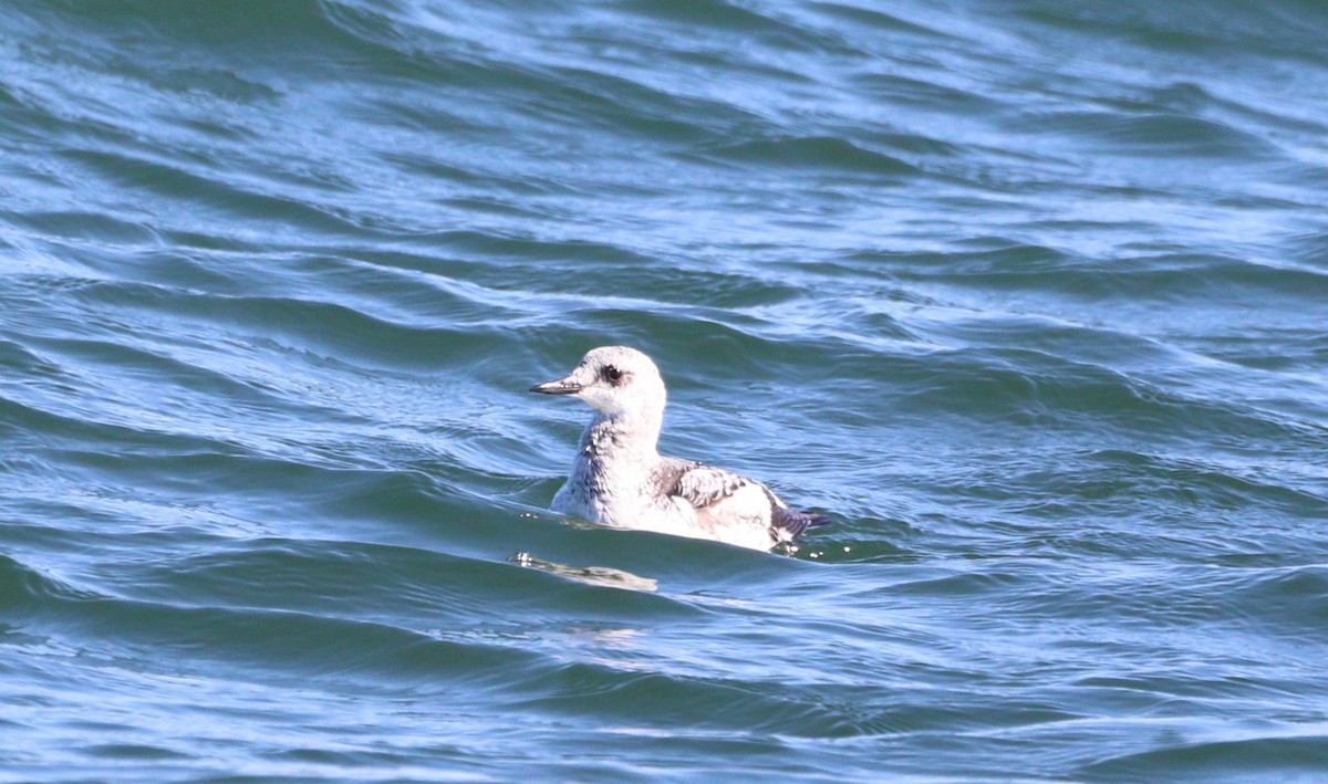 eBird Checklist - 18 Feb 2024 - Shark River Inlet - 7 species