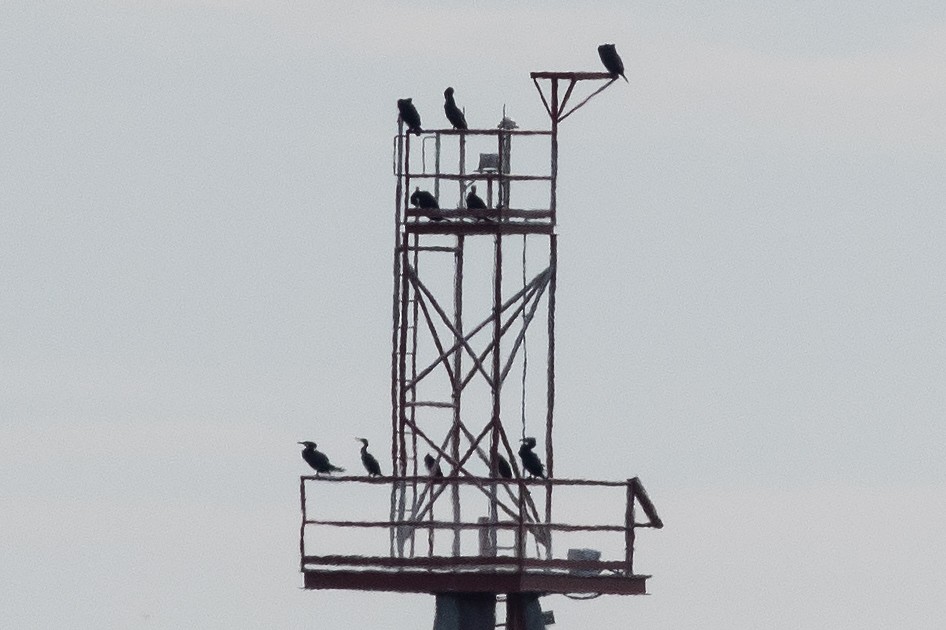 North Carolina Bird Atlas Checklist - 19 Feb 2024 - Fort Macon State ...