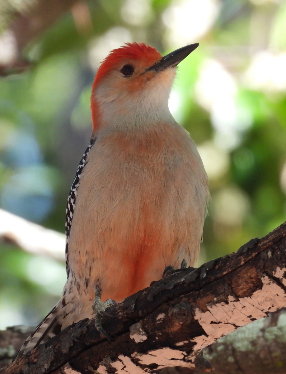 eBird Checklist - 19 Feb 2024 - My Backyard - 15 species