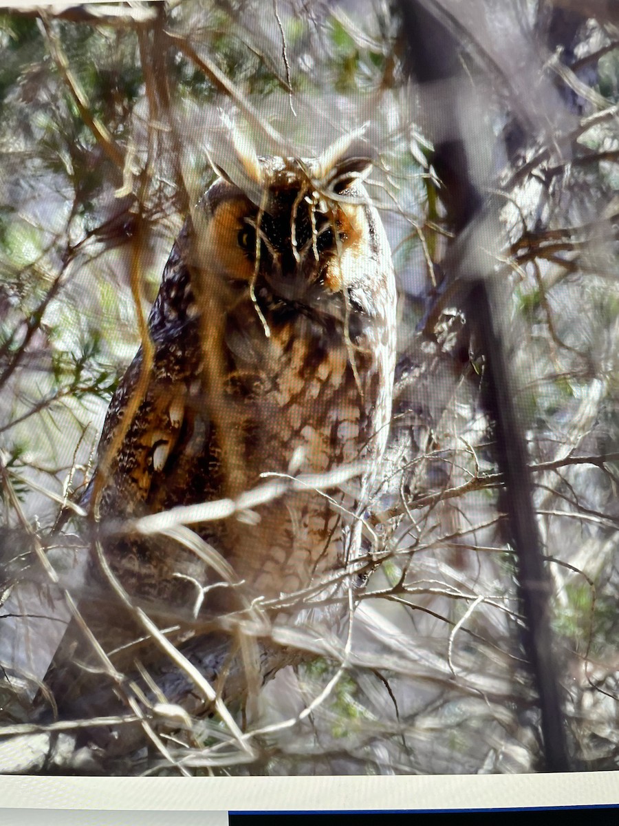 ML615070378 - Long-eared Owl - Macaulay Library