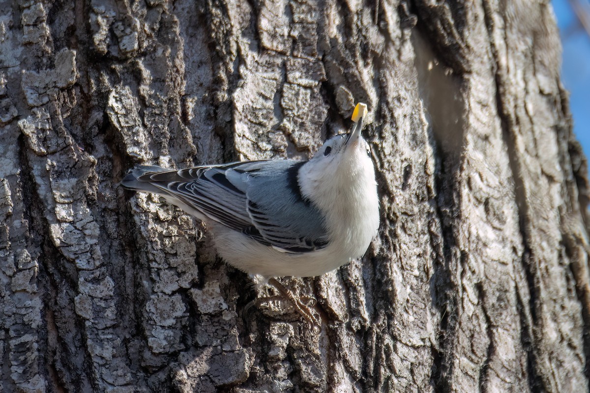 ML615075440 - White-breasted Nuthatch - Macaulay Library
