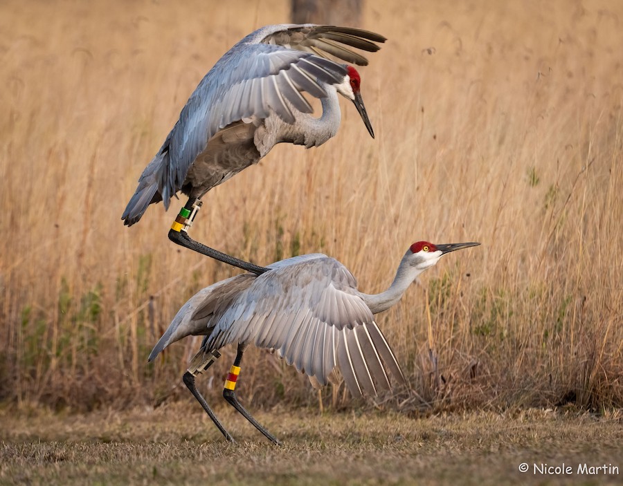 Sandhill Crane (Mississippi) - eBird