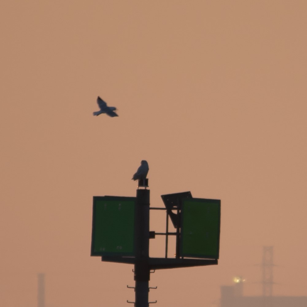 eBird Checklist - 20 Feb 2024 - Steelworkers Park (#523, including IL ...