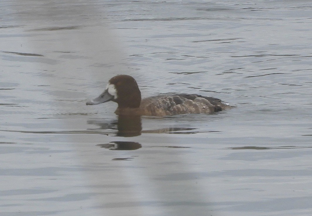 eBird Checklist - 20 Feb 2024 - Ventura Settling Ponds - 50 species