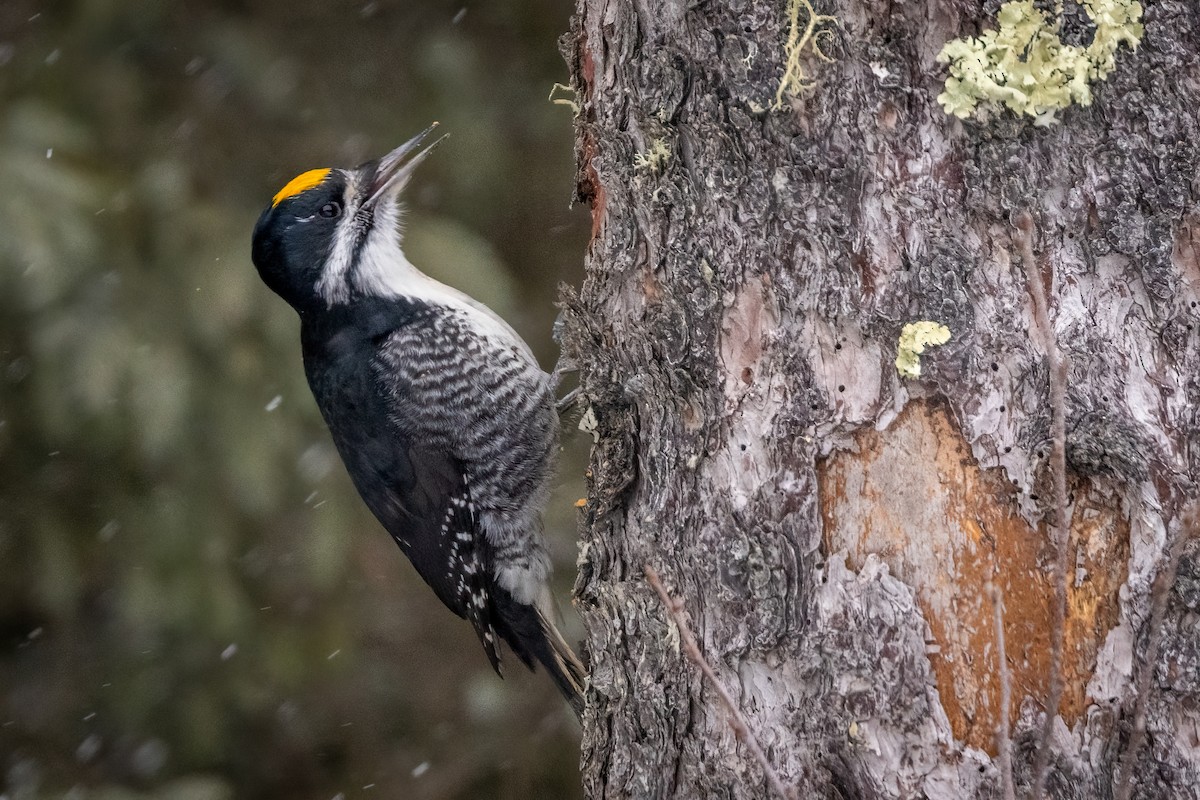 eBird Checklist - 9 Feb 2024 - Sax-Zim Bog--CR 52 (Arkola Rd), 0.5 mi E ...