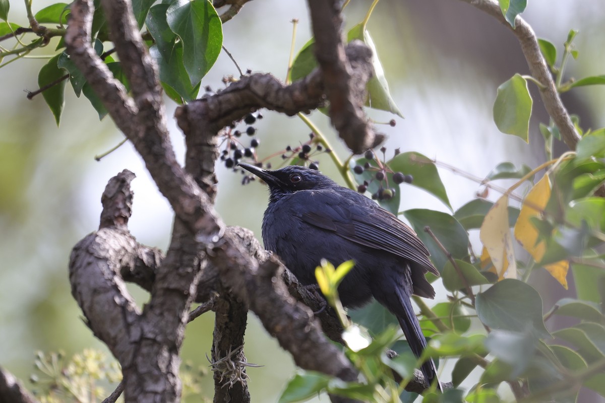 eBird Checklist - 18 Feb 2024 - El Palo Grande - 11 species