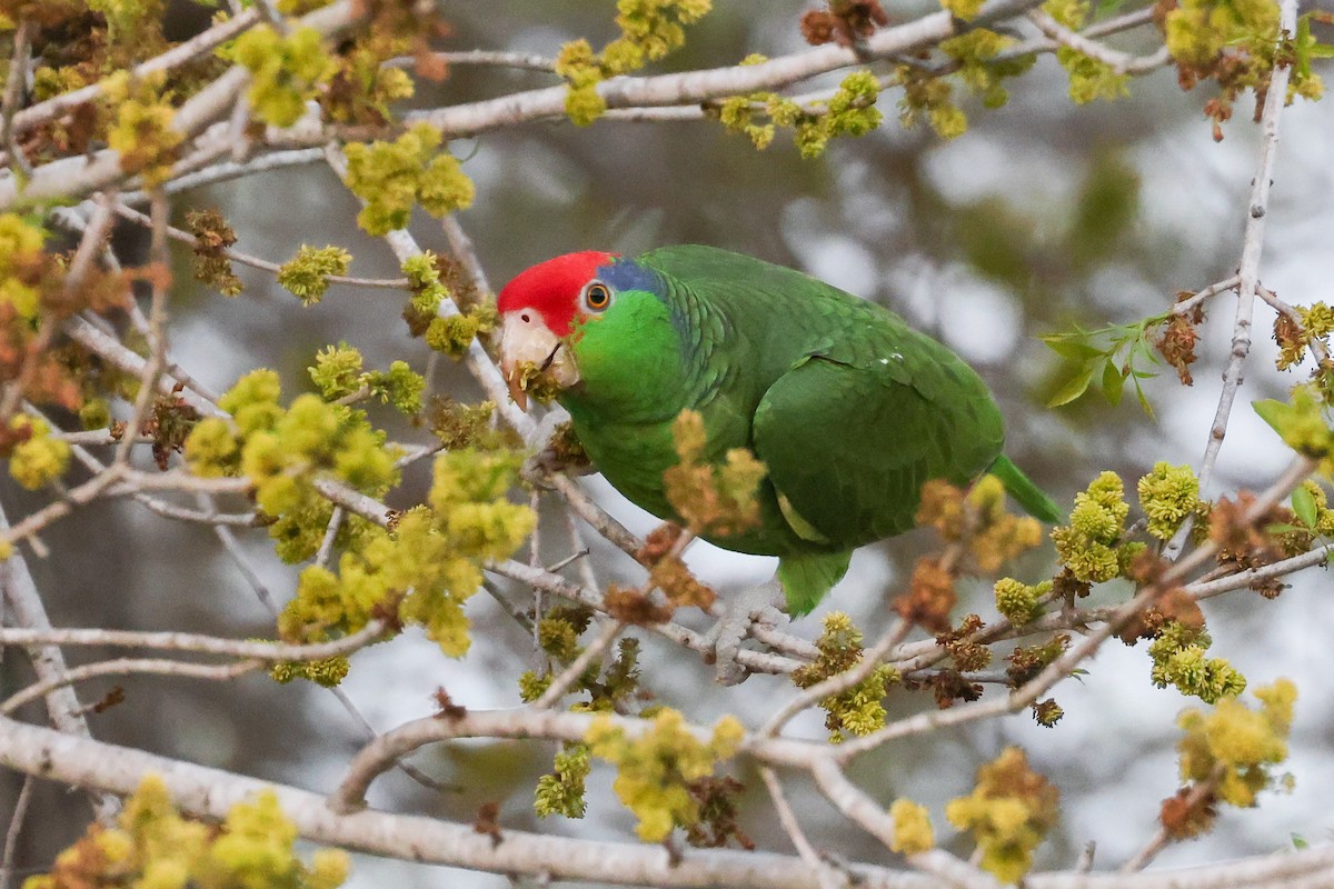 eBird Checklist - 20 Feb 2024 - 411 West 10th Street, Weslaco, Texas, US (26.15, -97.994) - 16 ...
