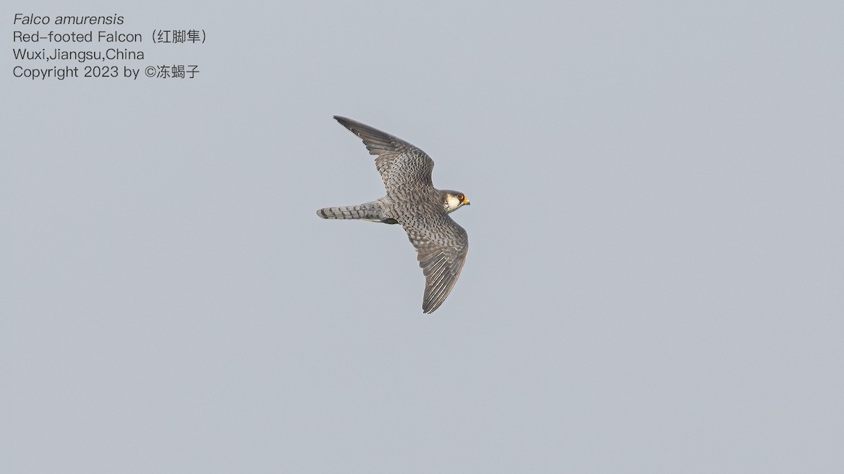 ML615126472 - Amur Falcon - Macaulay Library