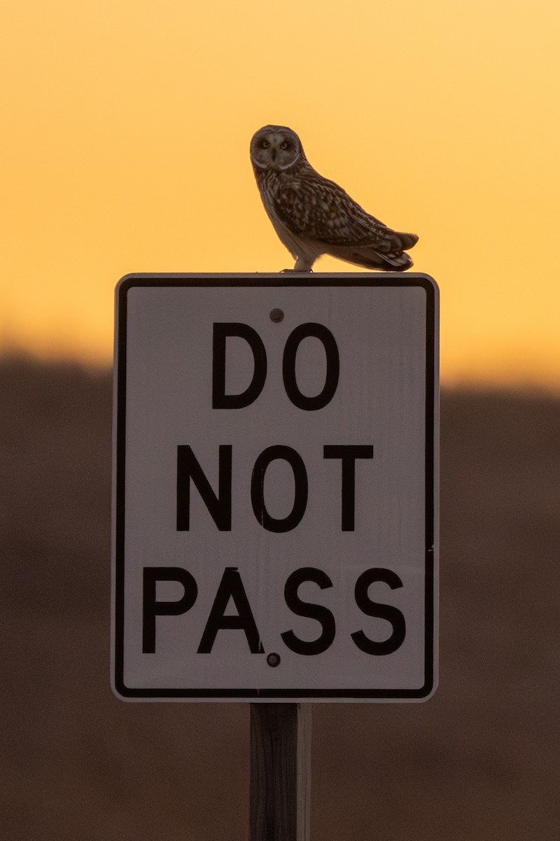 eBird Checklist - 20 Feb 2024 - Neal Smith NWR (general location) - 1 ...