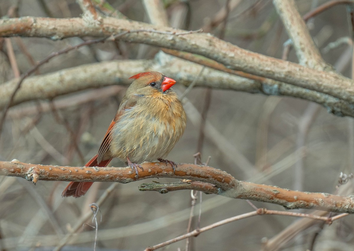 ML615137889 - Northern Cardinal - Macaulay Library