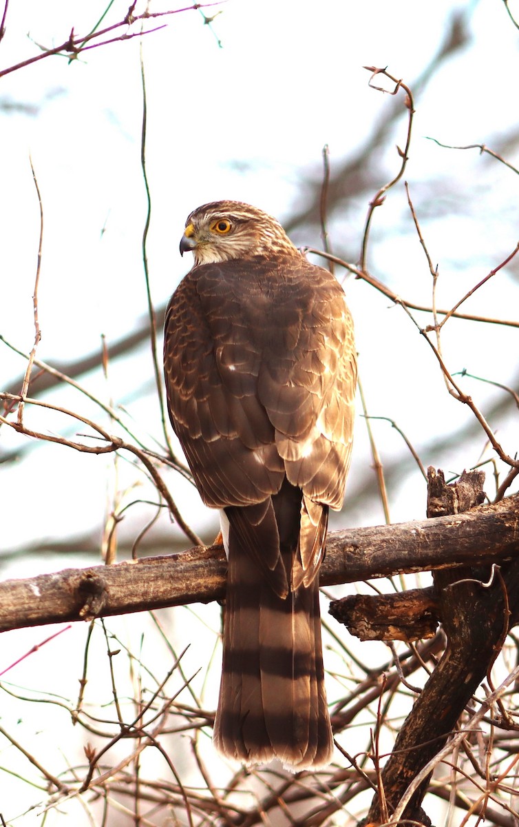 eBird Checklist - 21 Feb 2024 - Galesburg - 14 species