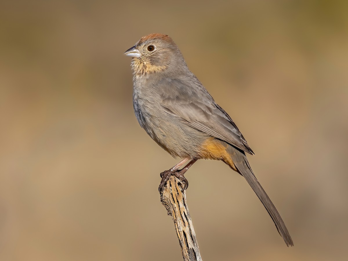 Canyon Towhee - Melozone fusca - Birds of the World