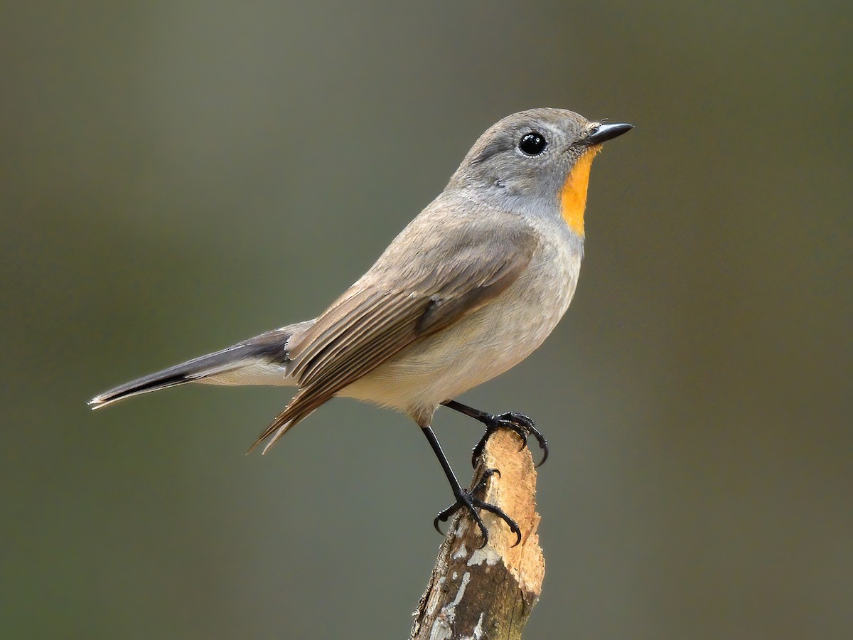 Taiga Flycatcher - Ficedula albicilla - Birds of the World