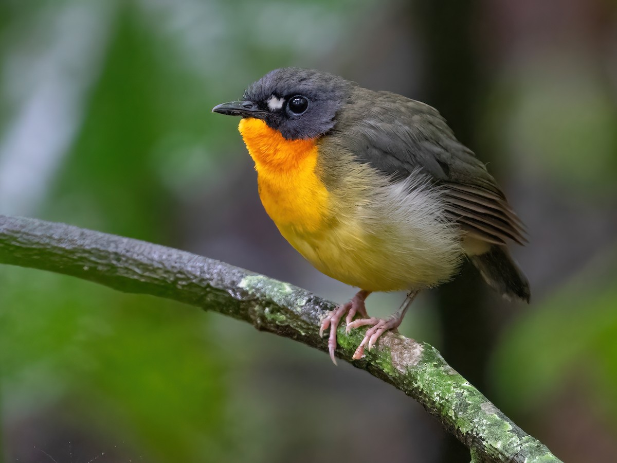 Yellow-breasted Forest Robin - Stiphrornis mabirae - Birds of the World