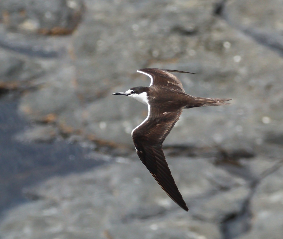 ML615170860 - Sooty Tern - Macaulay Library