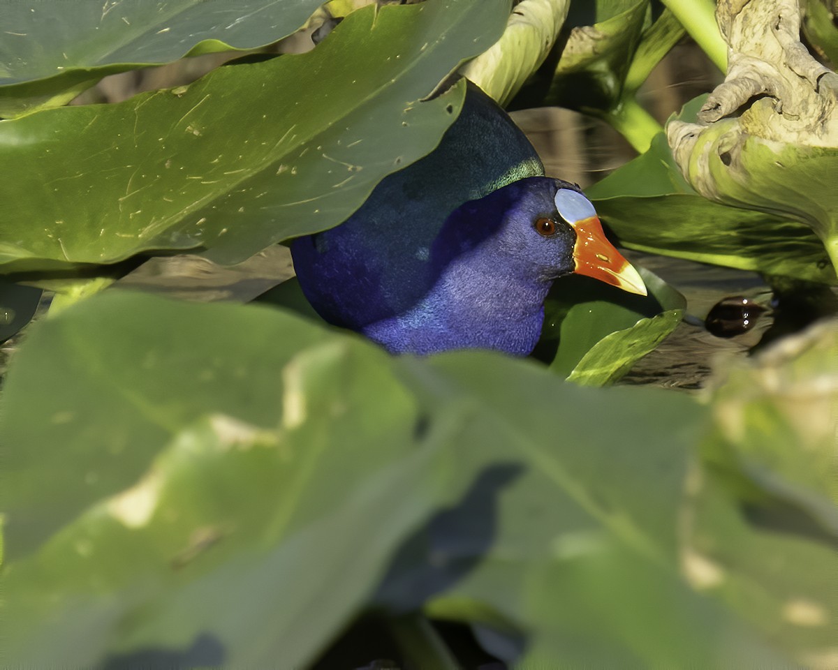 eBird Checklist - 11 Feb 2024 - Loxahatchee NWR--Marsh Trail - 8 species