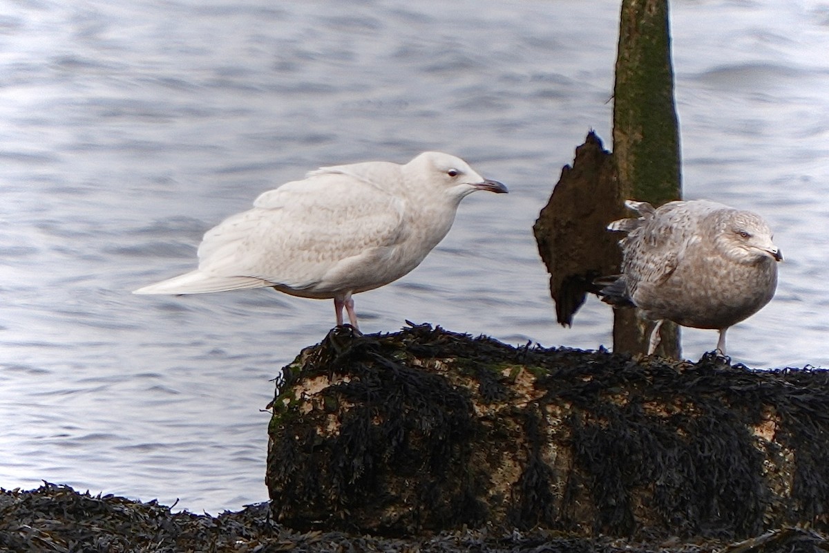 eBird Checklist - 22 Feb 2024 - Bush Terminal Piers Park - 20 species