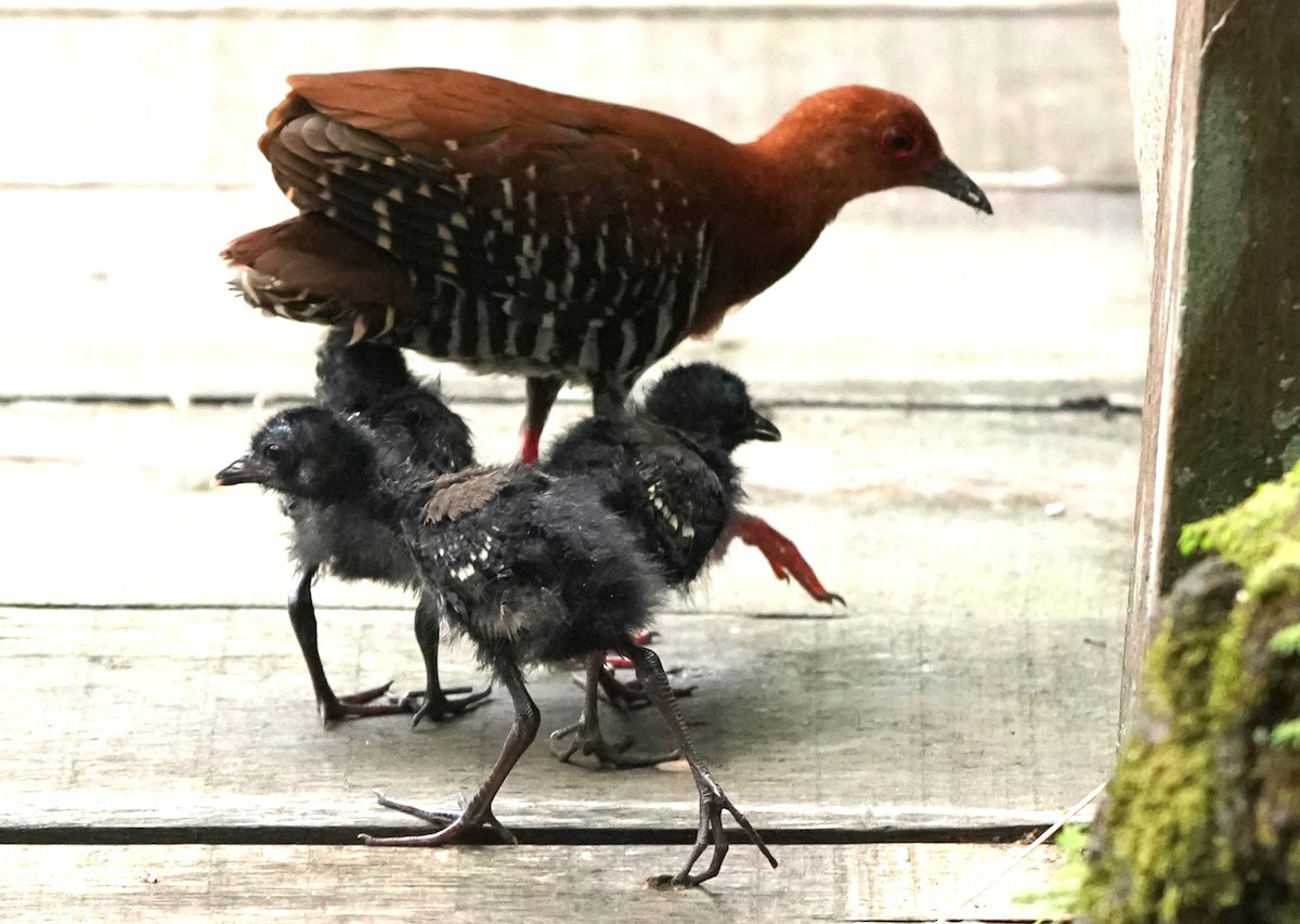 eBird Checklist - 7 Feb 2024 - Singapore botanic garden Ginger Garden ...