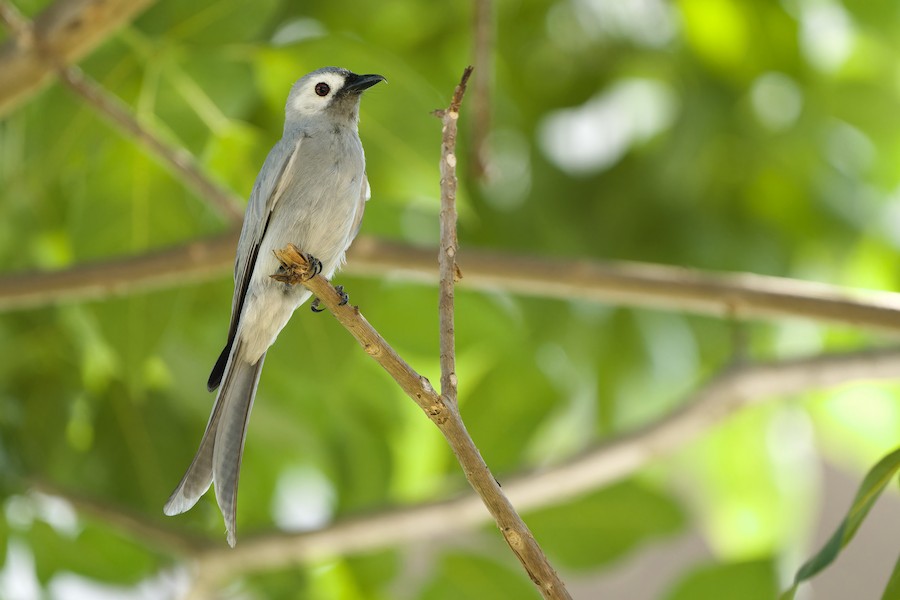 Ashy Drongo (White-cheeked) - eBird