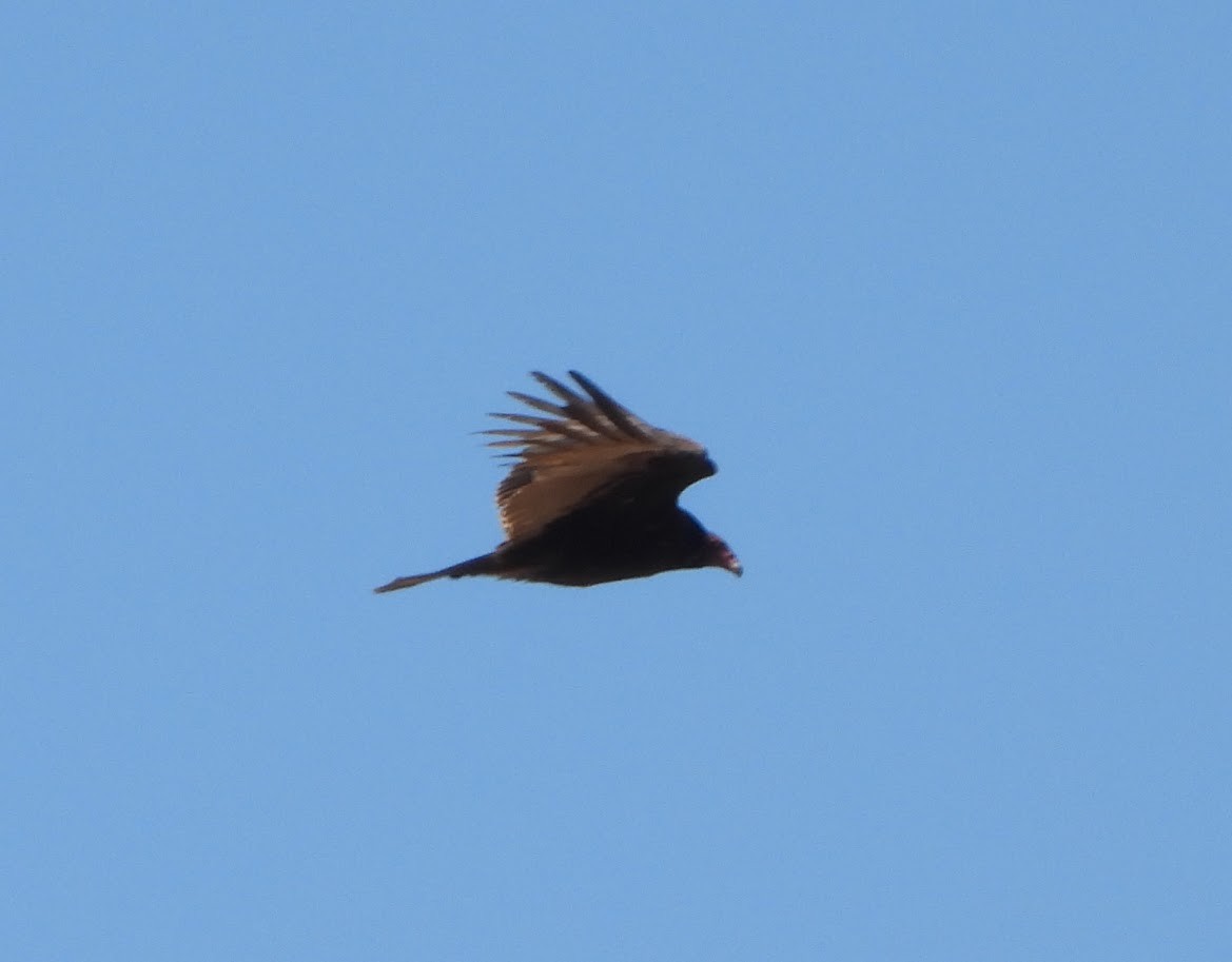 eBird Checklist - 23 Feb 2024 - Raptor Fields west of S. Avenue B - 4 ...