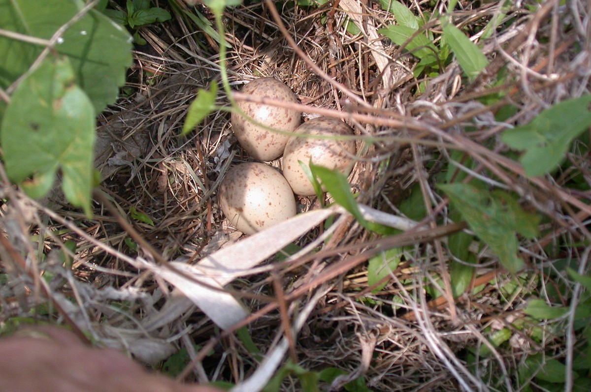 eBird Checklist - 31 May 2007 - US-MI, Lake St. Clair Metropark, Pt ...