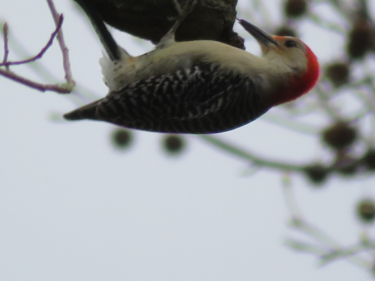 eBird Checklist - 22 Feb 2024 - Jackson Park / Paul G Boorman Trail ...