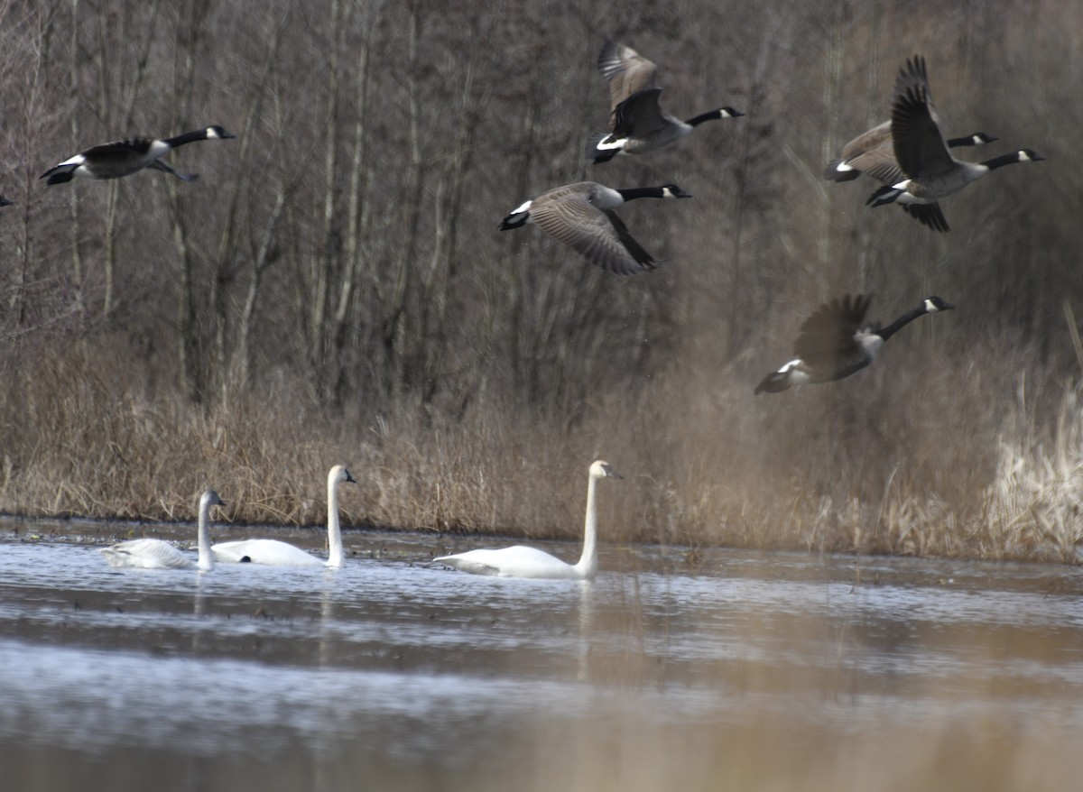 Pennsylvania Bird Atlas Checklist - 24 Feb 2024 - Curtin Wetland - 14 ...