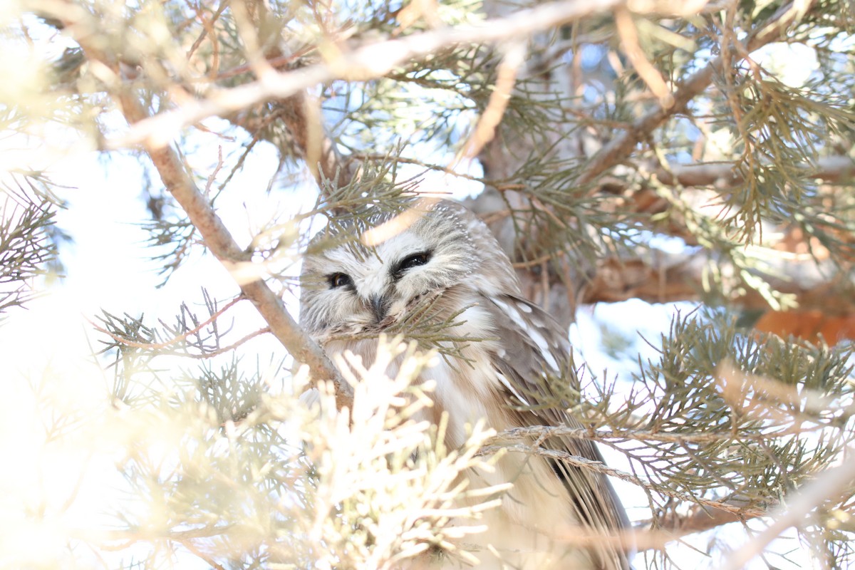 eBird Checklist - 24 Feb 2024 - Moorhead--Oakport Prairie - 2 species