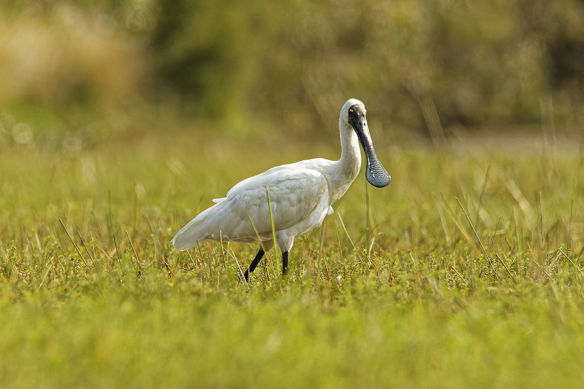 eBird Checklist - 25 Feb 2024 - Mullawallah Wetlands (Winter Swamp) - 26 species