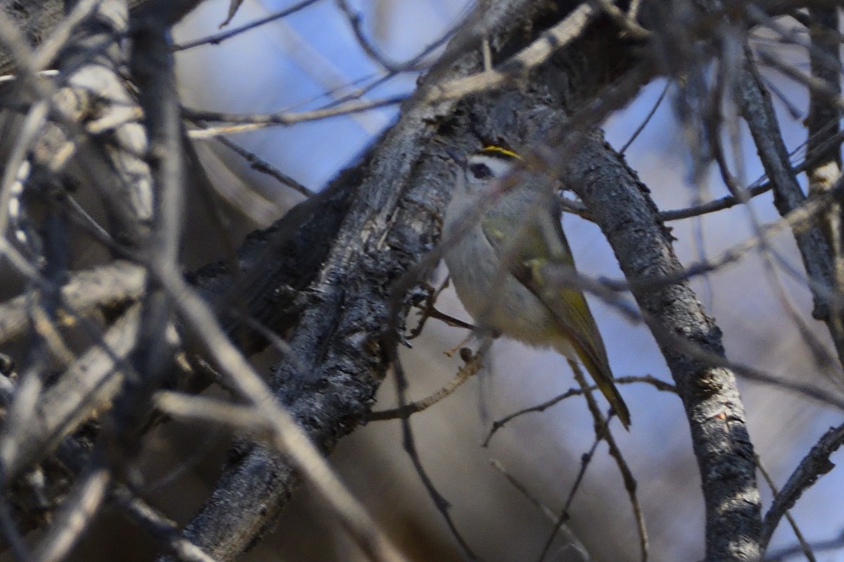 eBird Checklist - 24 Feb 2024 - 'Little Appalachia' - 22 species