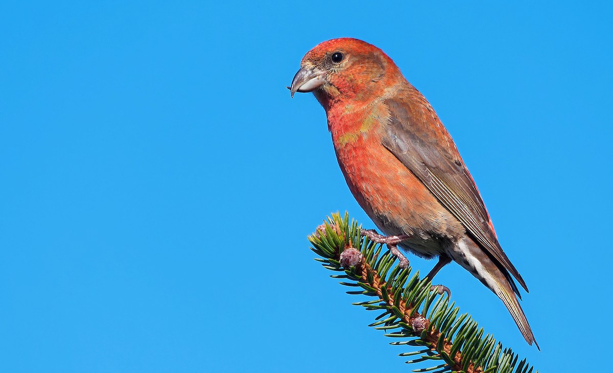 ML615284839 - Red Crossbill - Macaulay Library