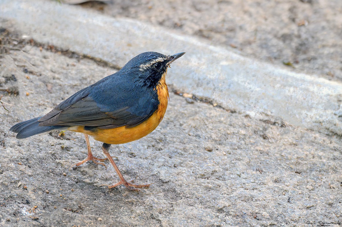 ML615291868 - Indian Blue Robin - Macaulay Library