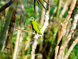 Blue-crowned Racquet-tail (Blue-capped) - eBird