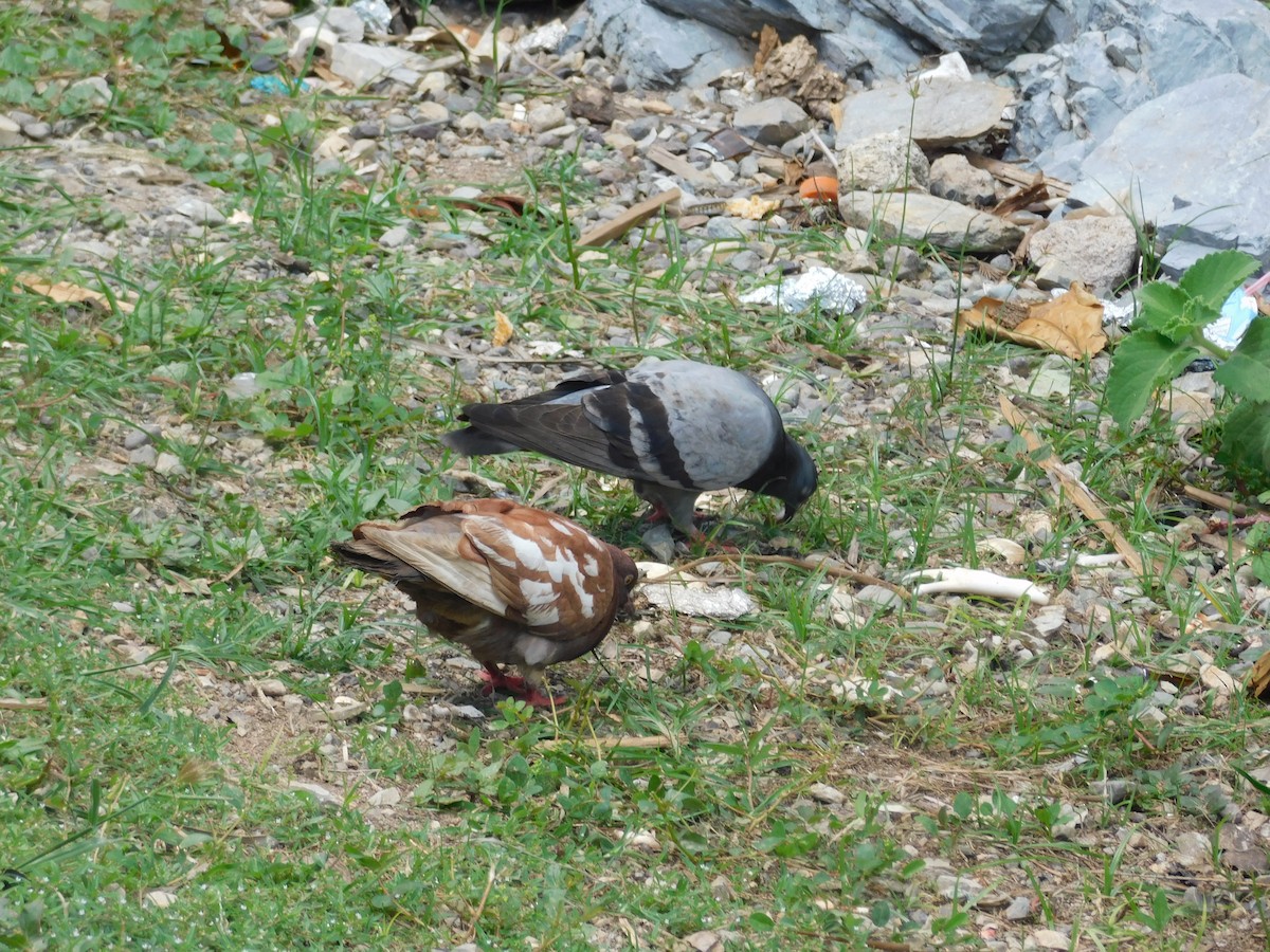 ML615325308 - Rock Pigeon (Feral Pigeon) - Macaulay Library