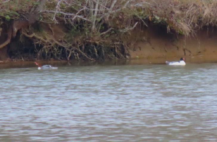 eBird Checklist - 25 Feb 2024 - Melton Lake Park/Oak Ridge Marina - 9 ...