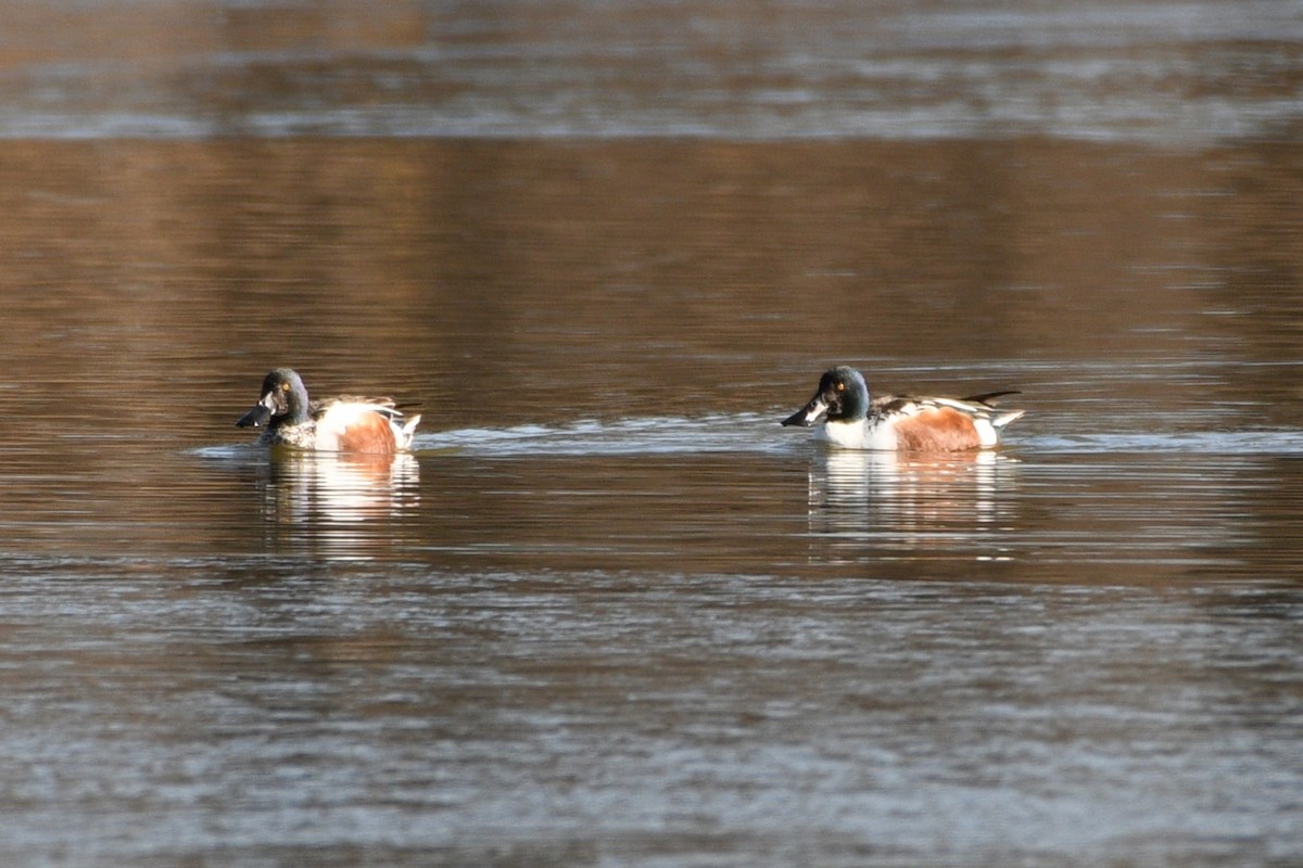 eBird Checklist - 25 Feb 2024 - John Heinz NWR--impoundment (Philadelphia Co.) - 42 species (+1 ...