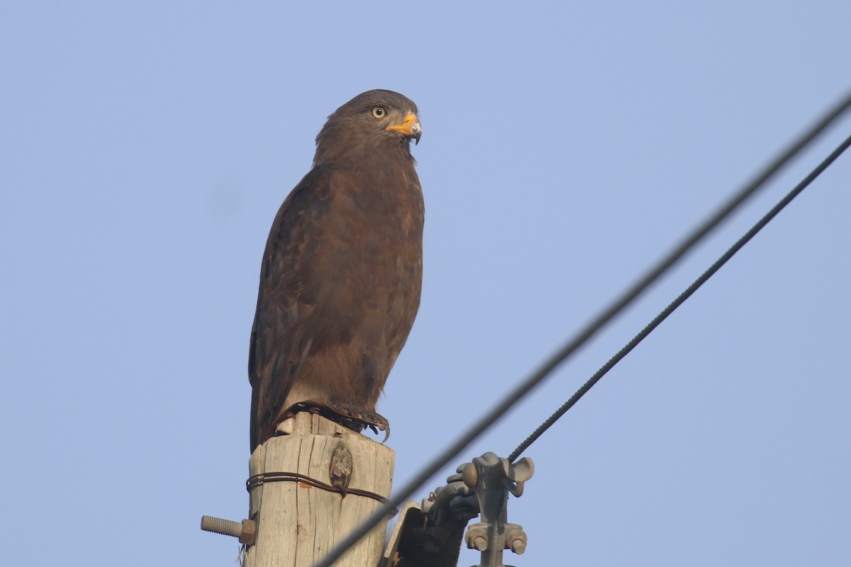 eBird Checklist - 10 Nov 2023 - Tabora Kazima Dam (Atlas Grid 3205B ...