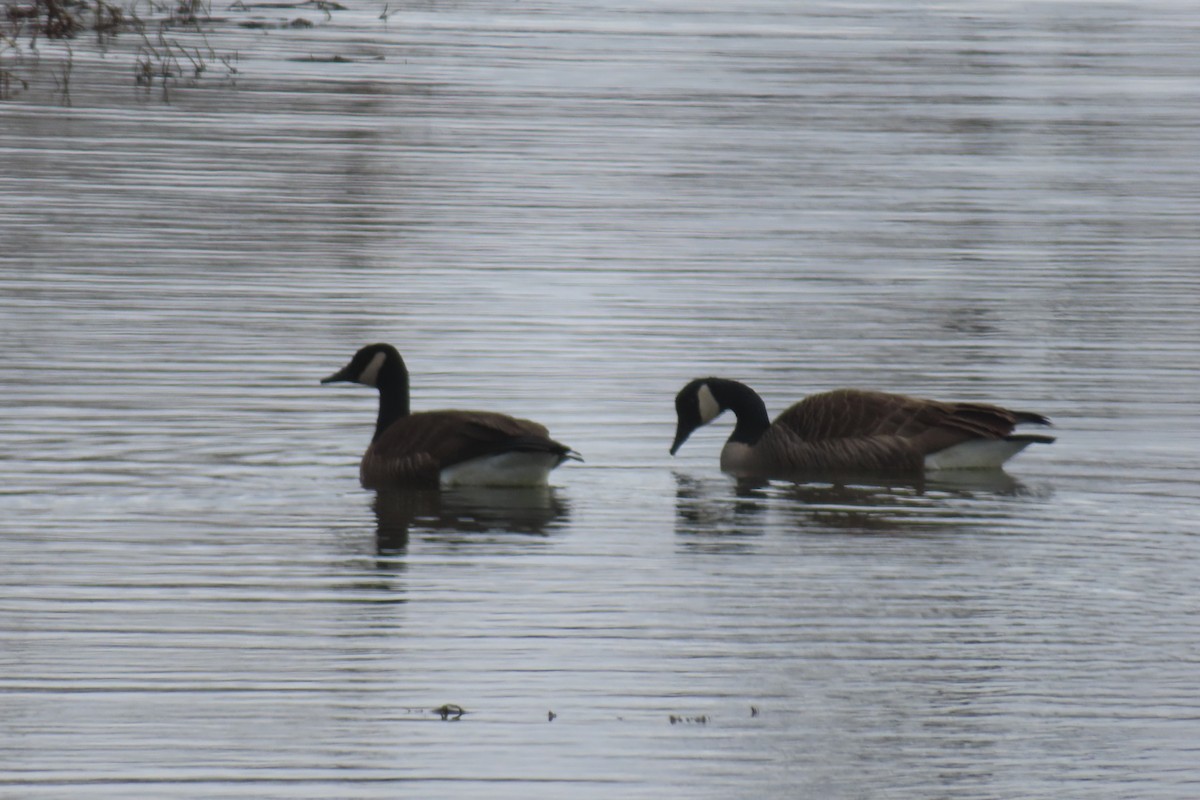 Pennsylvania Bird Atlas Checklist - 24 Feb 2024 - Presque Isle SP--West Pier/Marina - 18 species