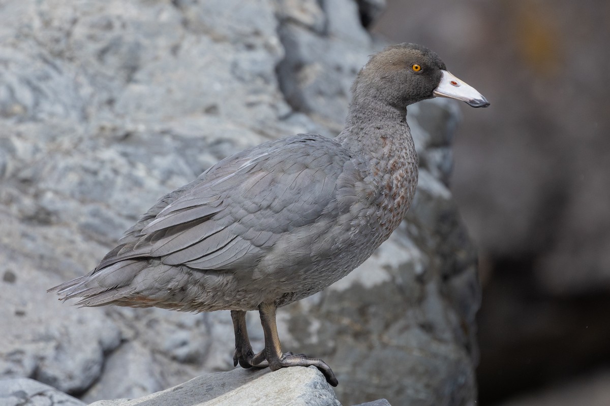 ML615361615 - Blue Duck - Macaulay Library