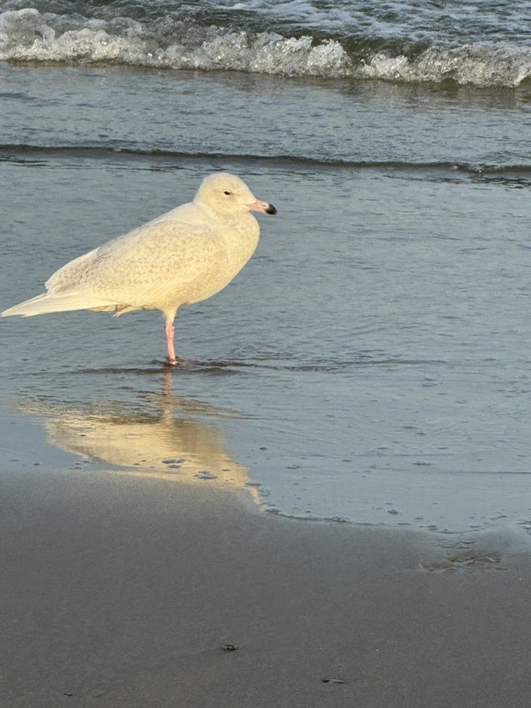 eBird Checklist - 26 Feb 2024 - Shark River Inlet - 1 species
