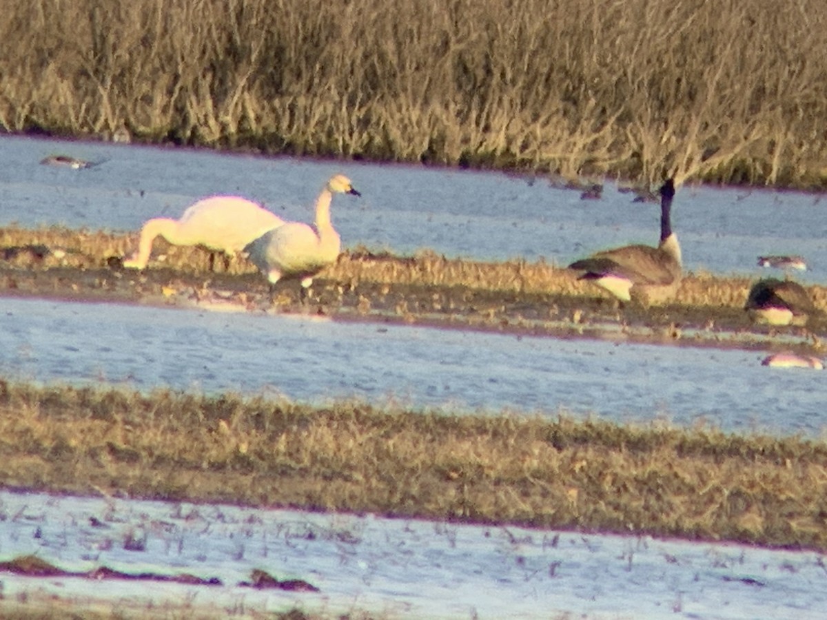 eBird Checklist - 26 Feb 2024 - Killbuck Marsh Wildlife Area--Cemetery ...