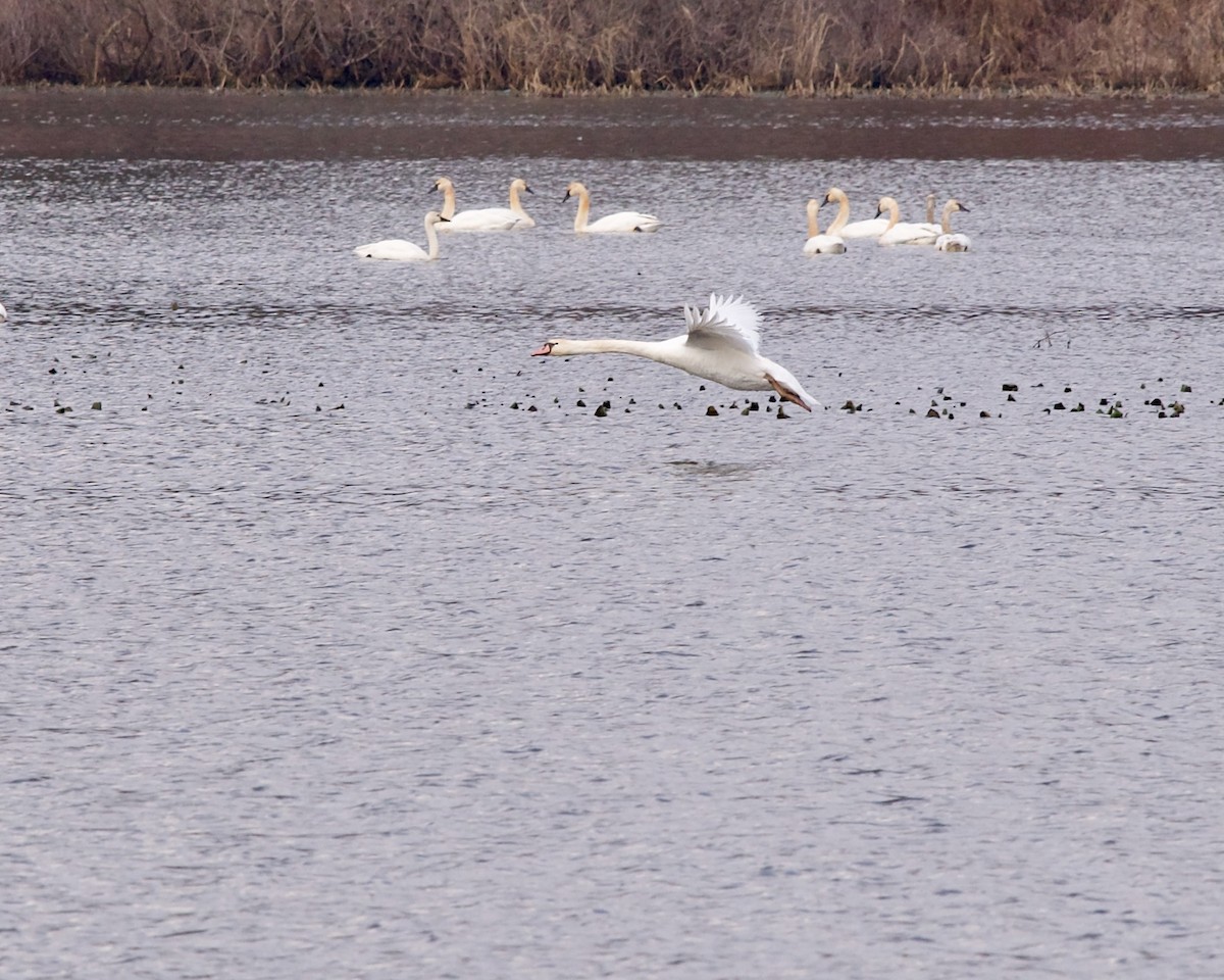 eBird Checklist - 23 Feb 2024 - Killbuck Marsh Wildlife Area--Wright ...