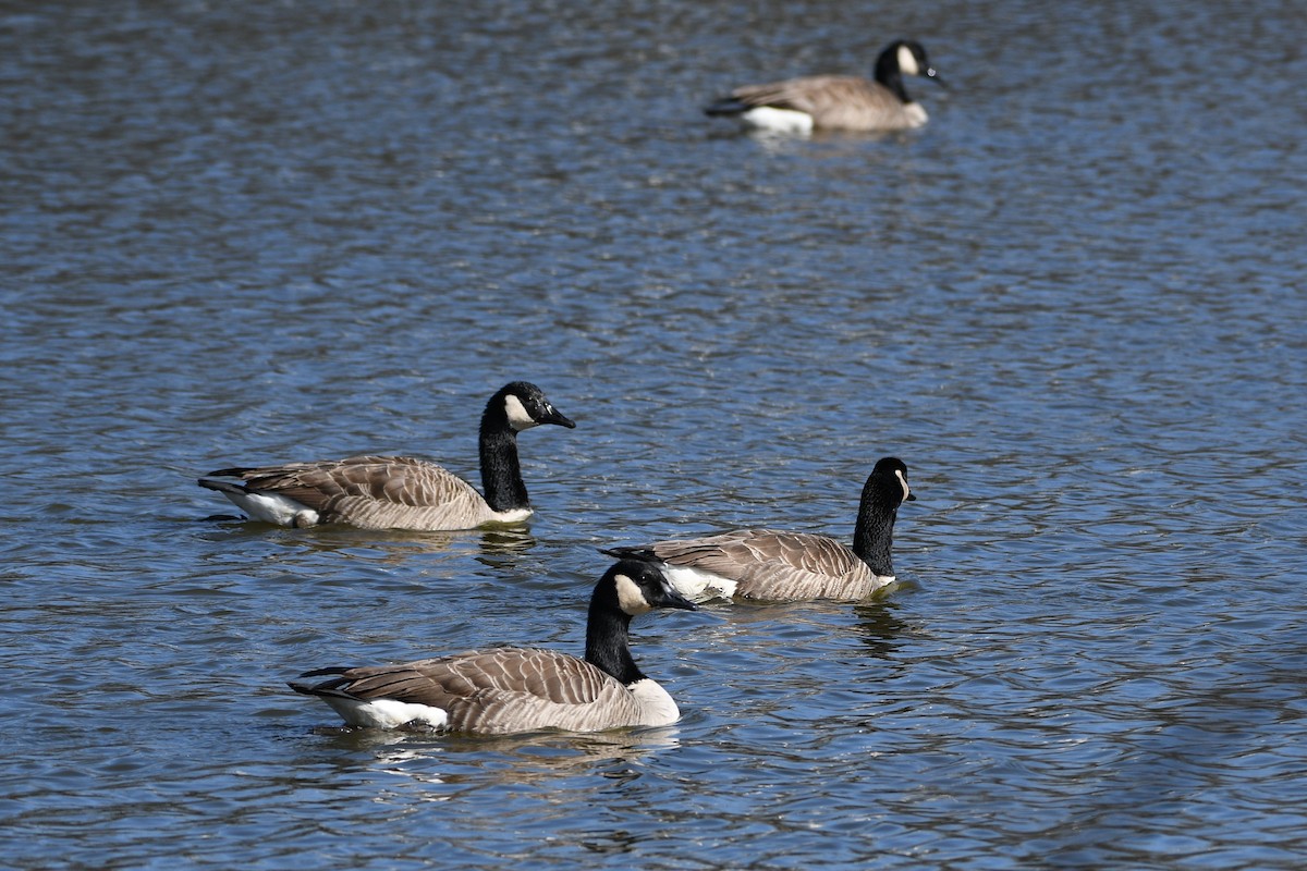 eBird Checklist - 25 Feb 2024 - John Heinz NWR--impoundment (Philadelphia Co.) - 49 species (+1 ...
