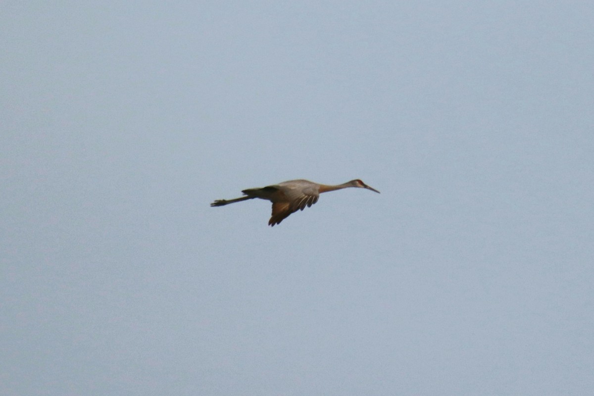 eBird Checklist - 26 Feb 2024 - Rock Springs Center (Macon Co.) - 1 species